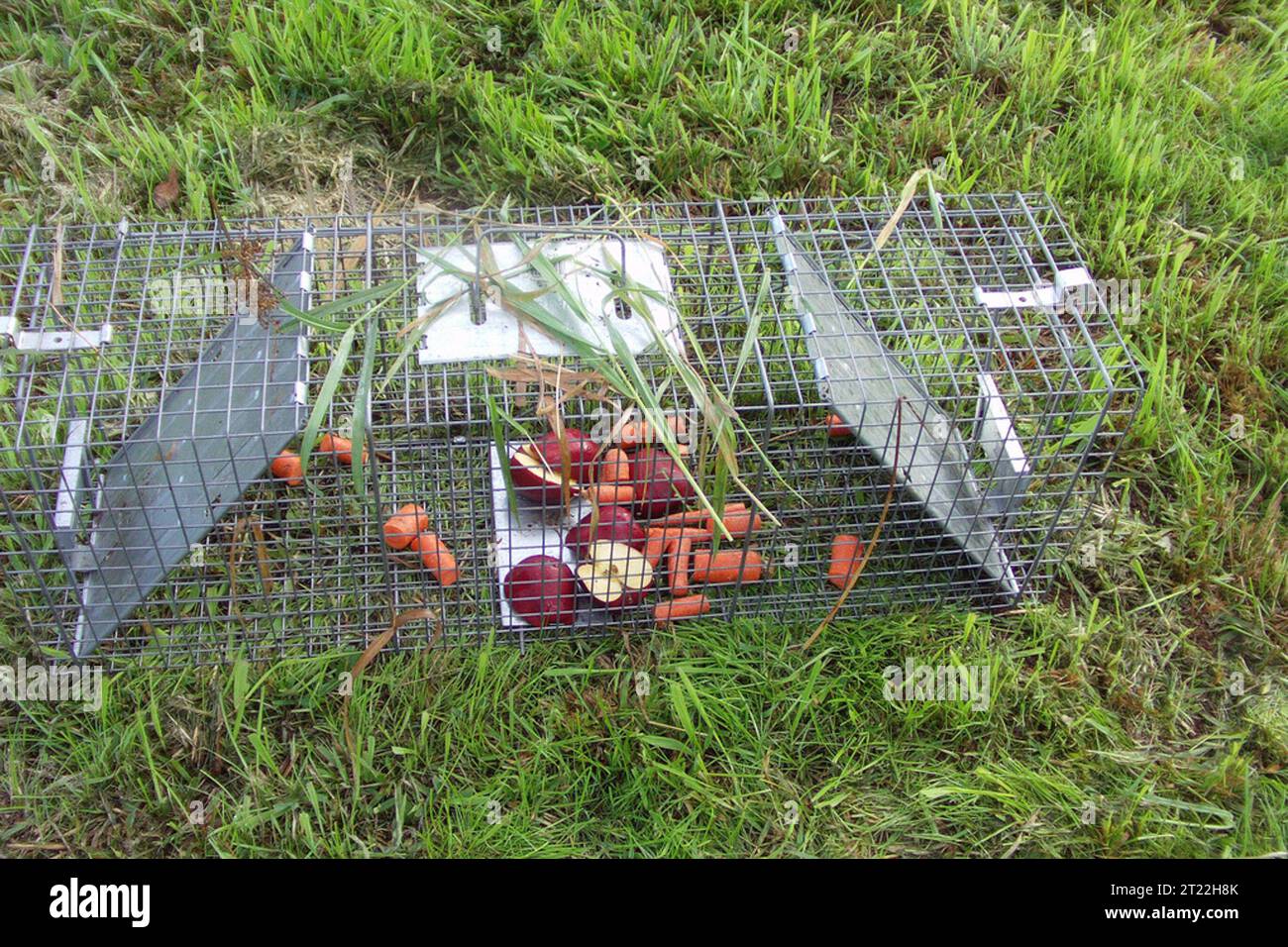 A trap baited with carrots and apples is set near the water in Oregon ...