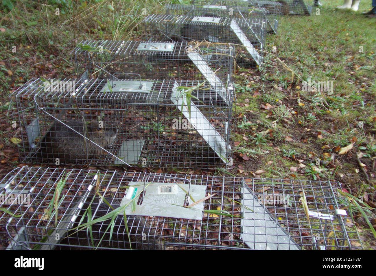 Nutria are safely trapped in Oregon as part of ongoing wildlife ...