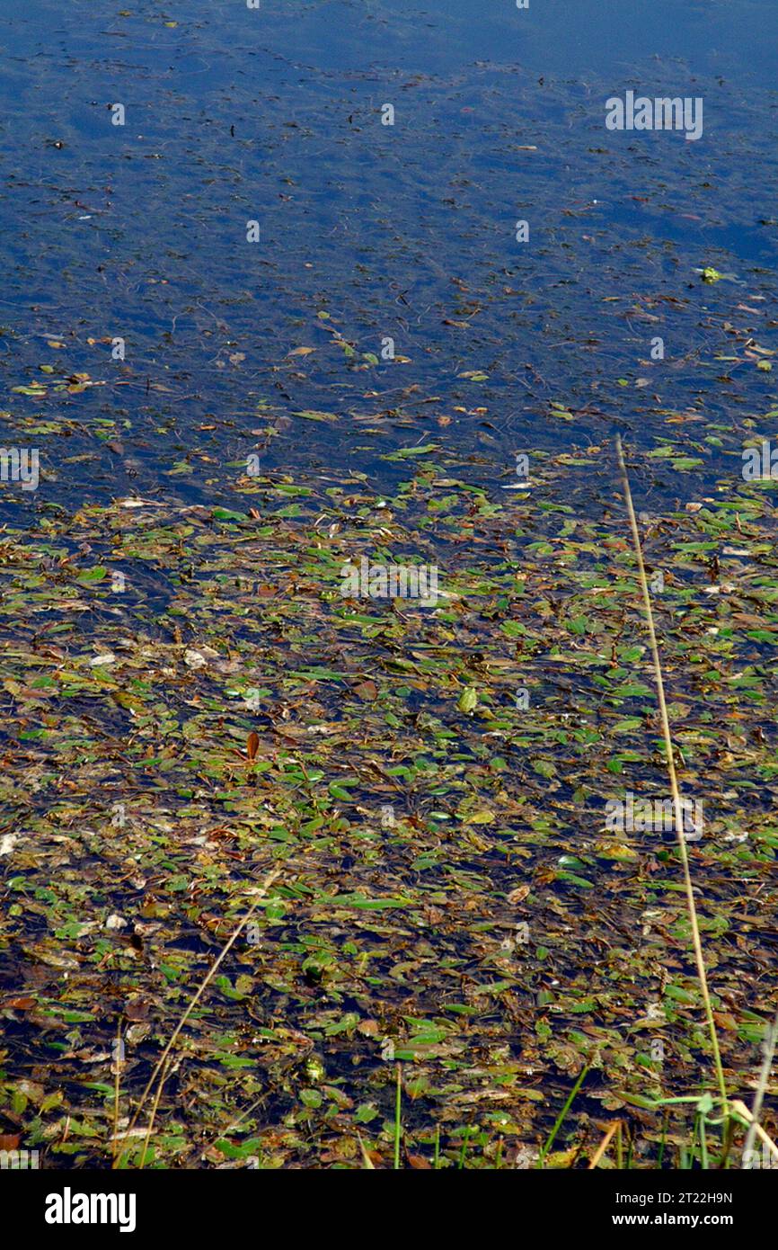 A nutria's home on the Tualatin River National Wildlife Refuge ...