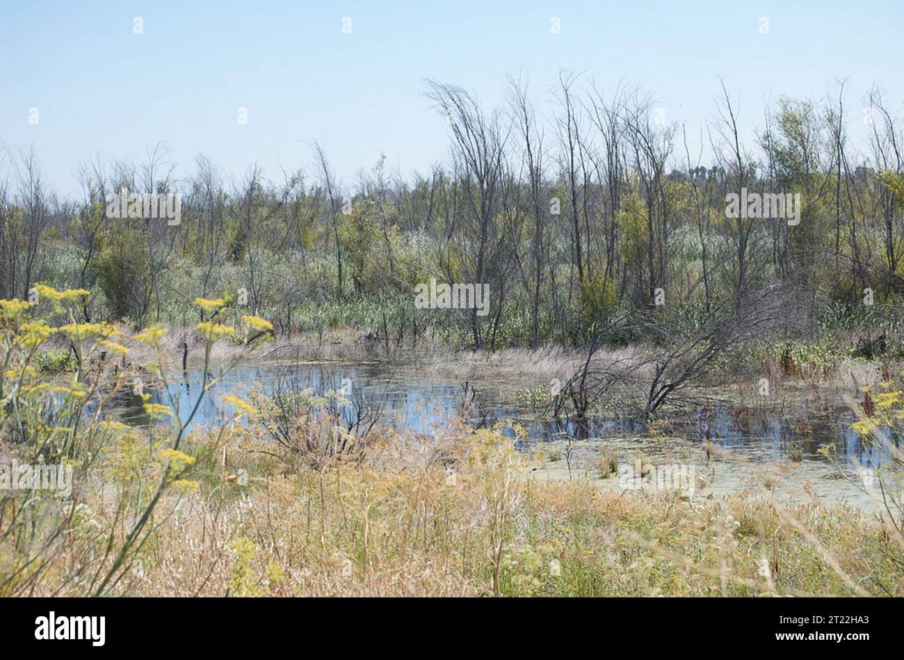 Prospect Island in the Sacramento-San Joaquin River Delta. The area is ...