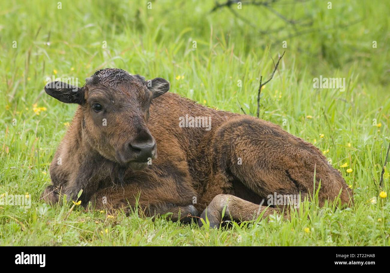 During the early 1800s, wood bison numbers were estimated at 168,000 ...