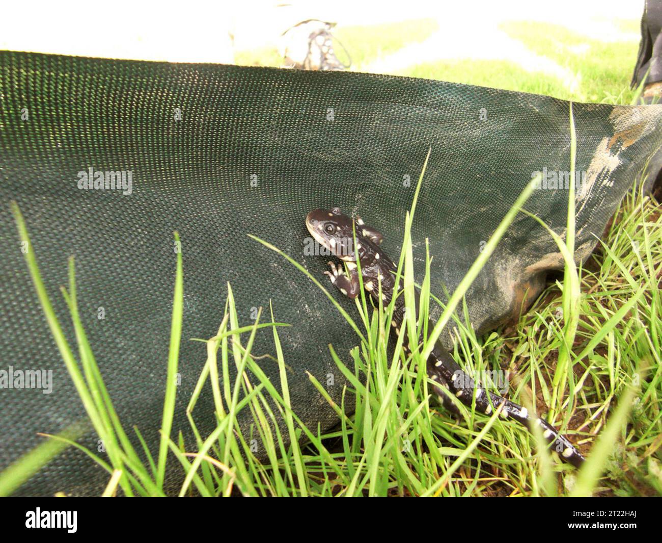 Tiger salamanders hi-res stock photography and images - Alamy