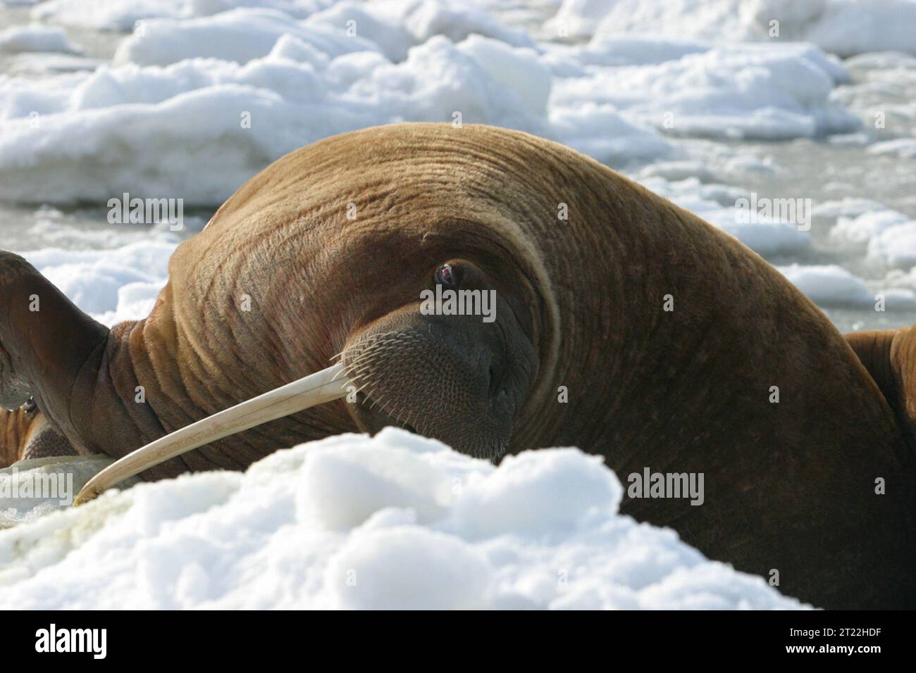 A walrus cow takes a nap on pack ice. Subjects: Ice; Mammals; Marine ...