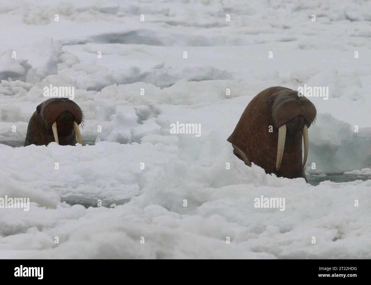 Pacific Walrus surfacing through ice on the Alaska coast. Subjects: Ice ...