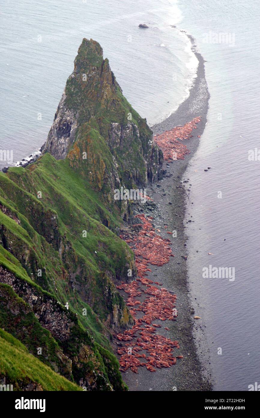 Pod of walrus hi-res stock photography and images - Alamy