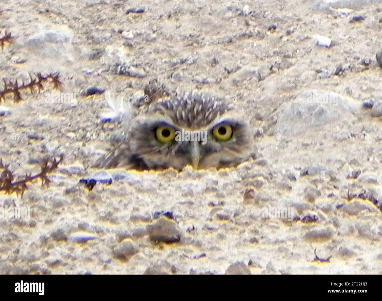 Western Burrowing Owl in an urban environment. Subjects: Species of ...