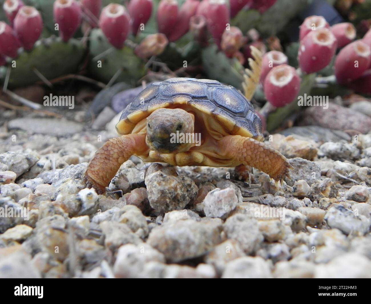 Image of a Sonoran Desert Tortoise. Subjects: Reptiles; Deserts ...