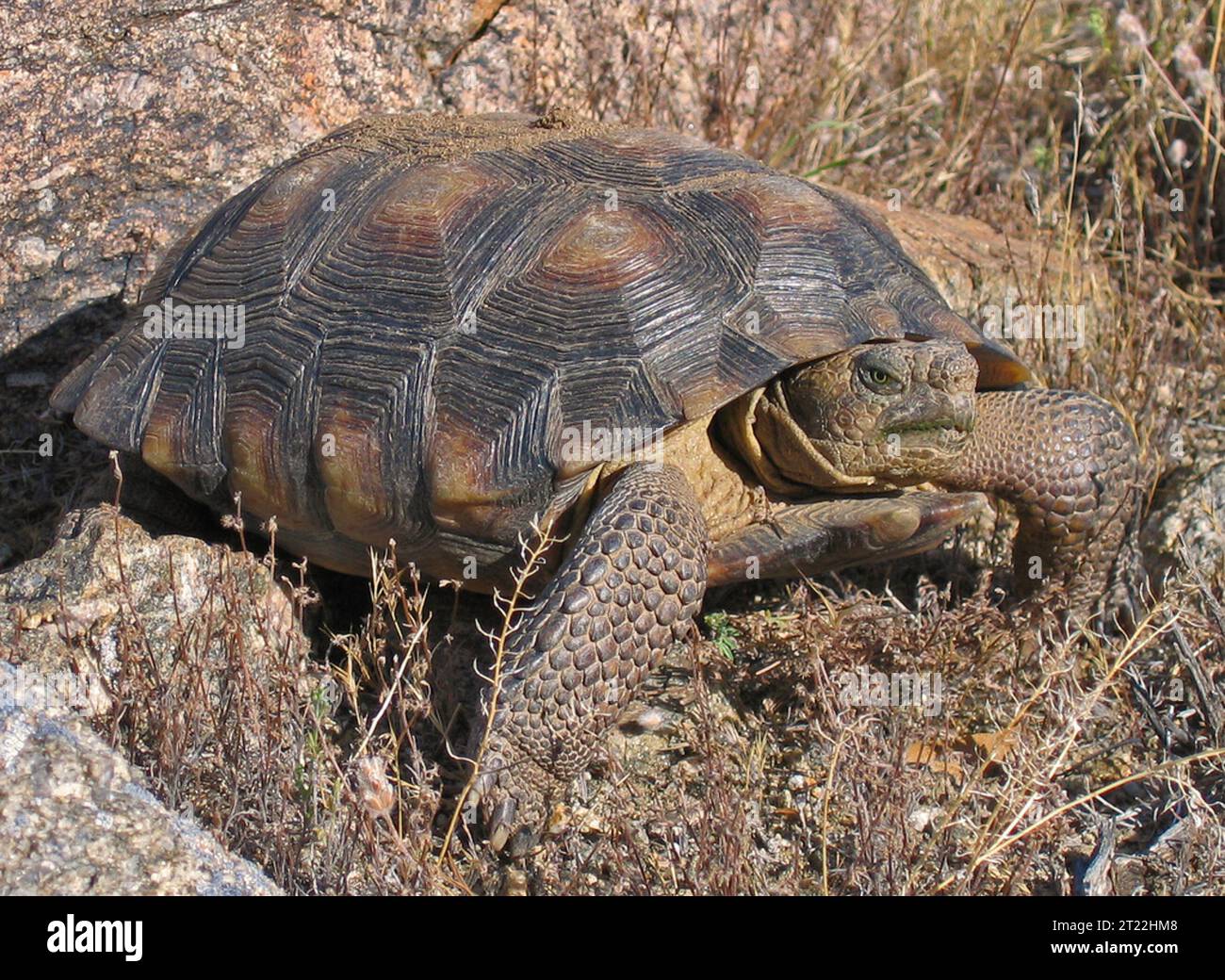 Image of a Sonoran Desert Tortoise. Subjects: Reptiles; Deserts ...