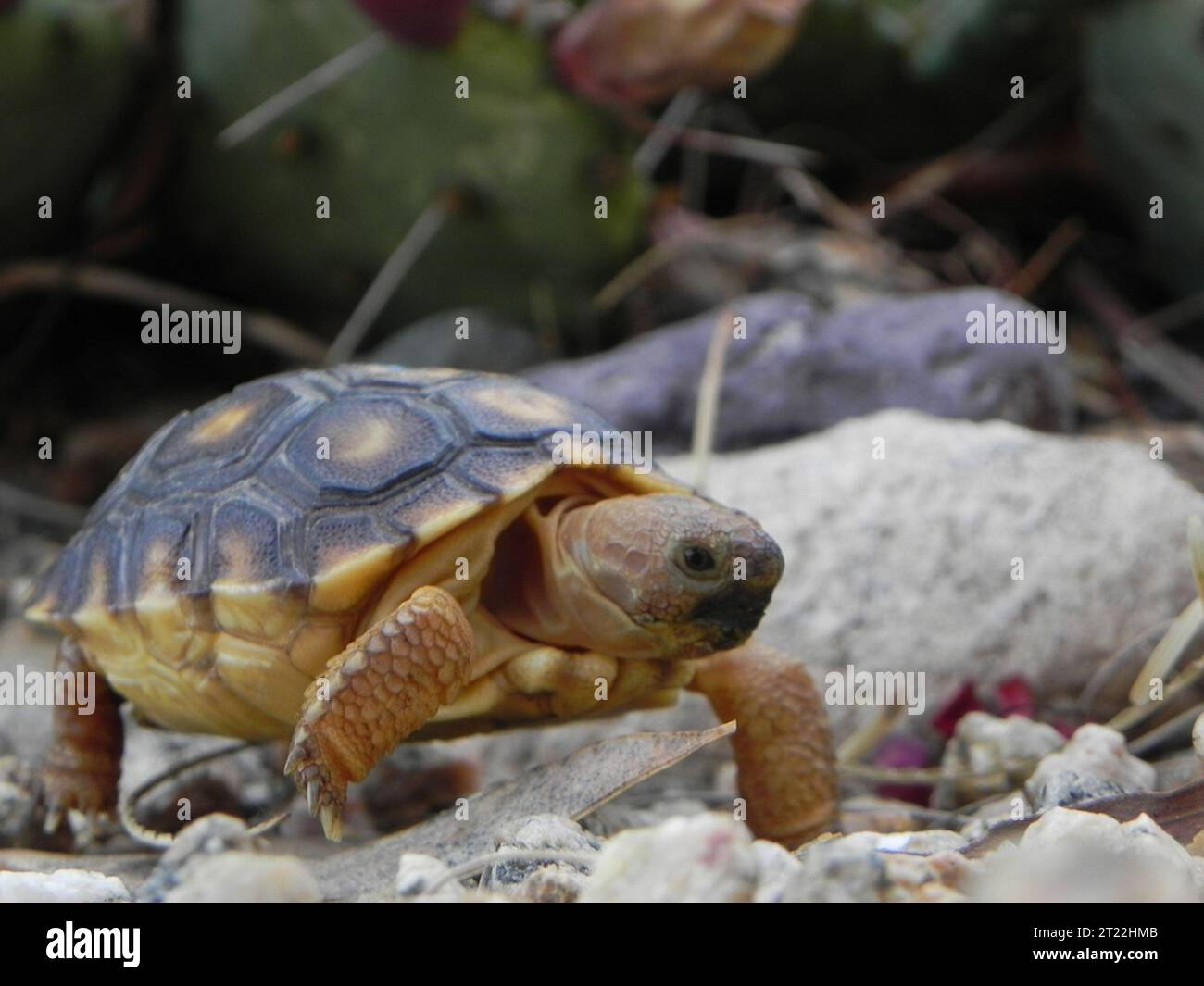 Image of a Sonoran Desert Tortoise. Subjects: Reptiles; Deserts ...
