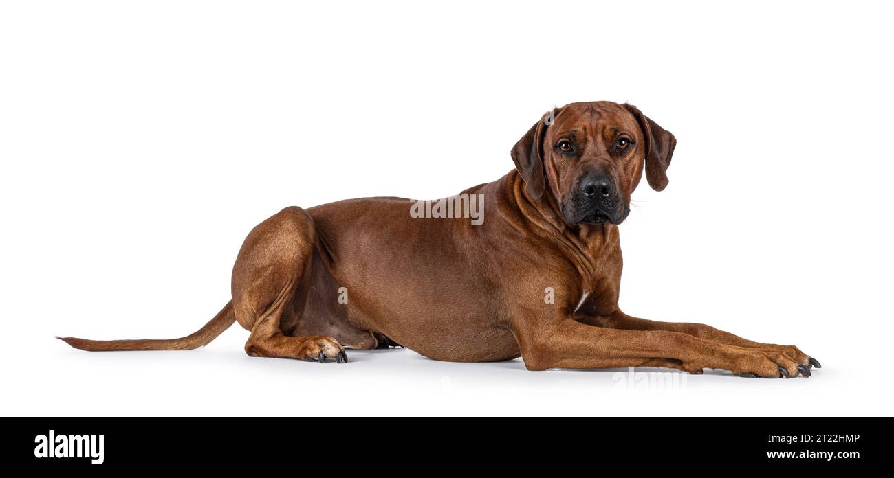 Handsome male Rhodesian Ridgeback dog, laying down side ways. Looking ...