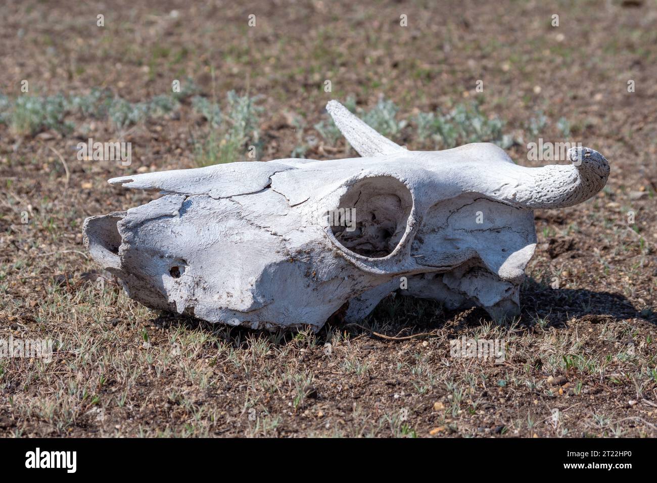 A dried-up white animal skull with horns and empty eye sockets in the ...