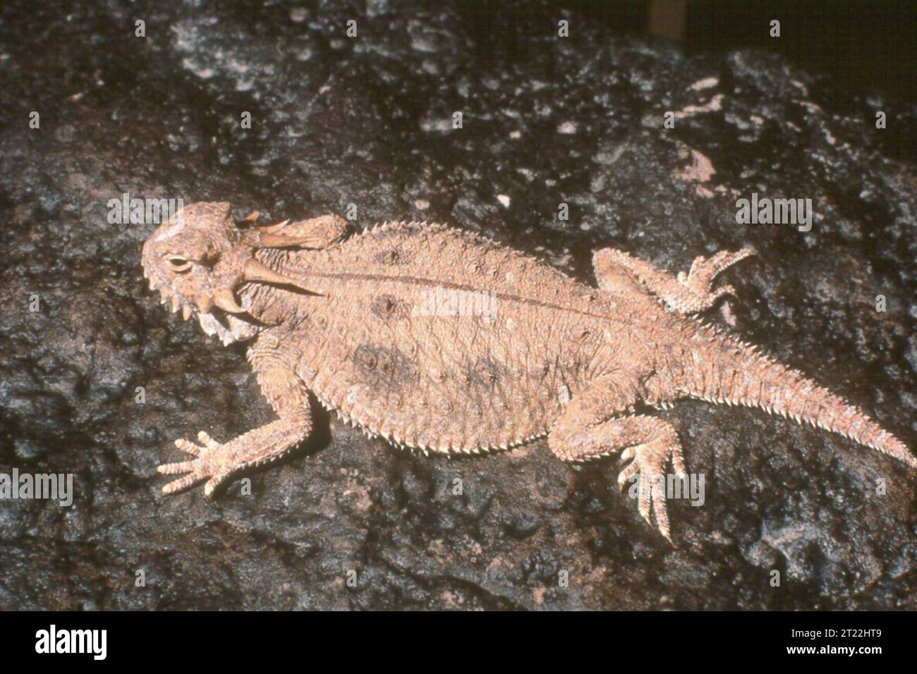 Flat-Tailed Horned lizard sunning on a rock. Subjects: Reptiles; Rocks ...