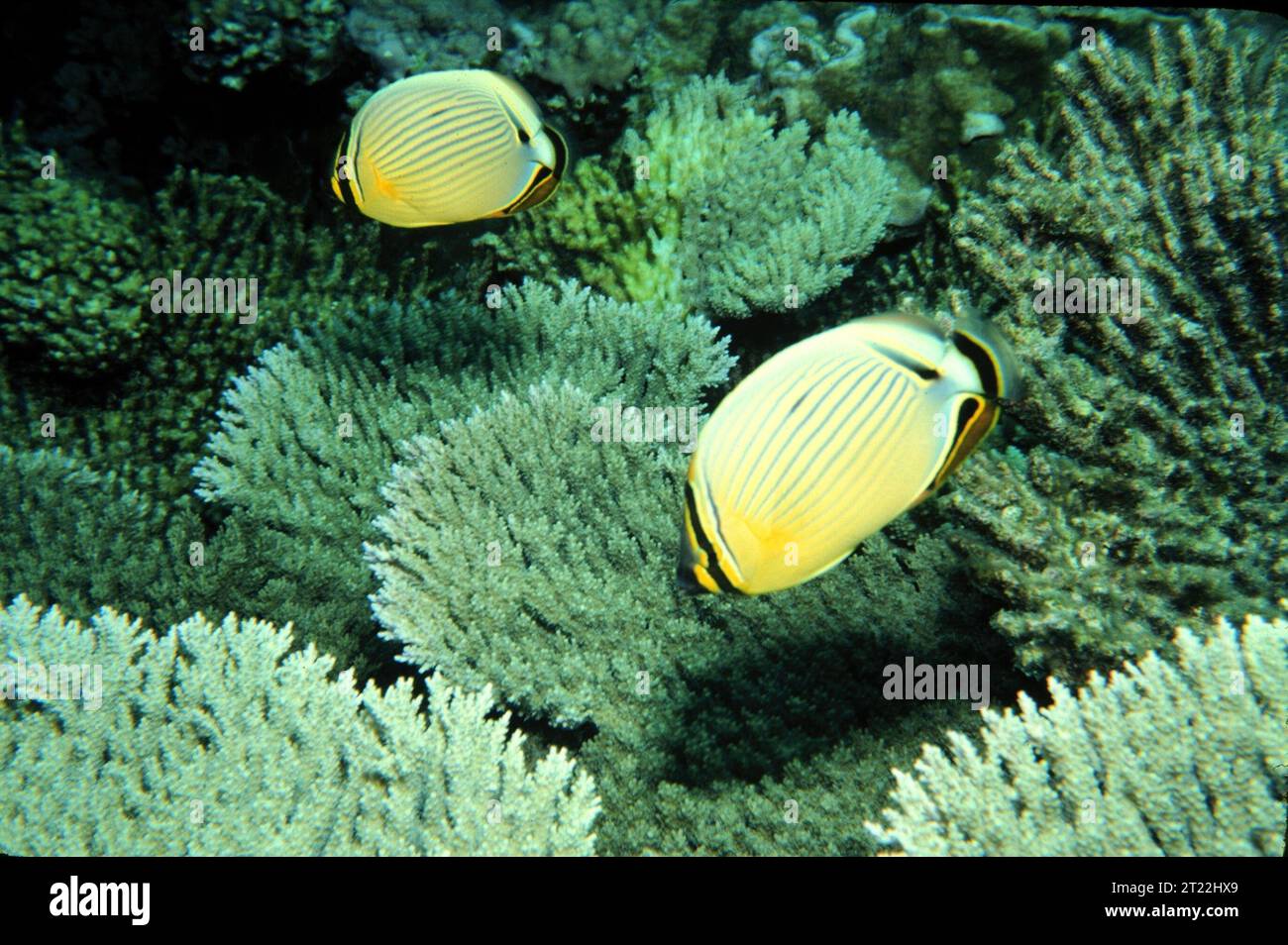 Butterfly fish feed in the waters of Johnston Atoll National Wildlife ...