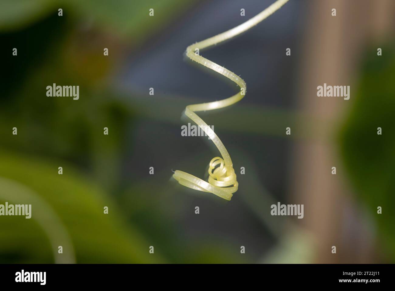Selective focus on the mustache of a cucumber closeup. The mustache of ...