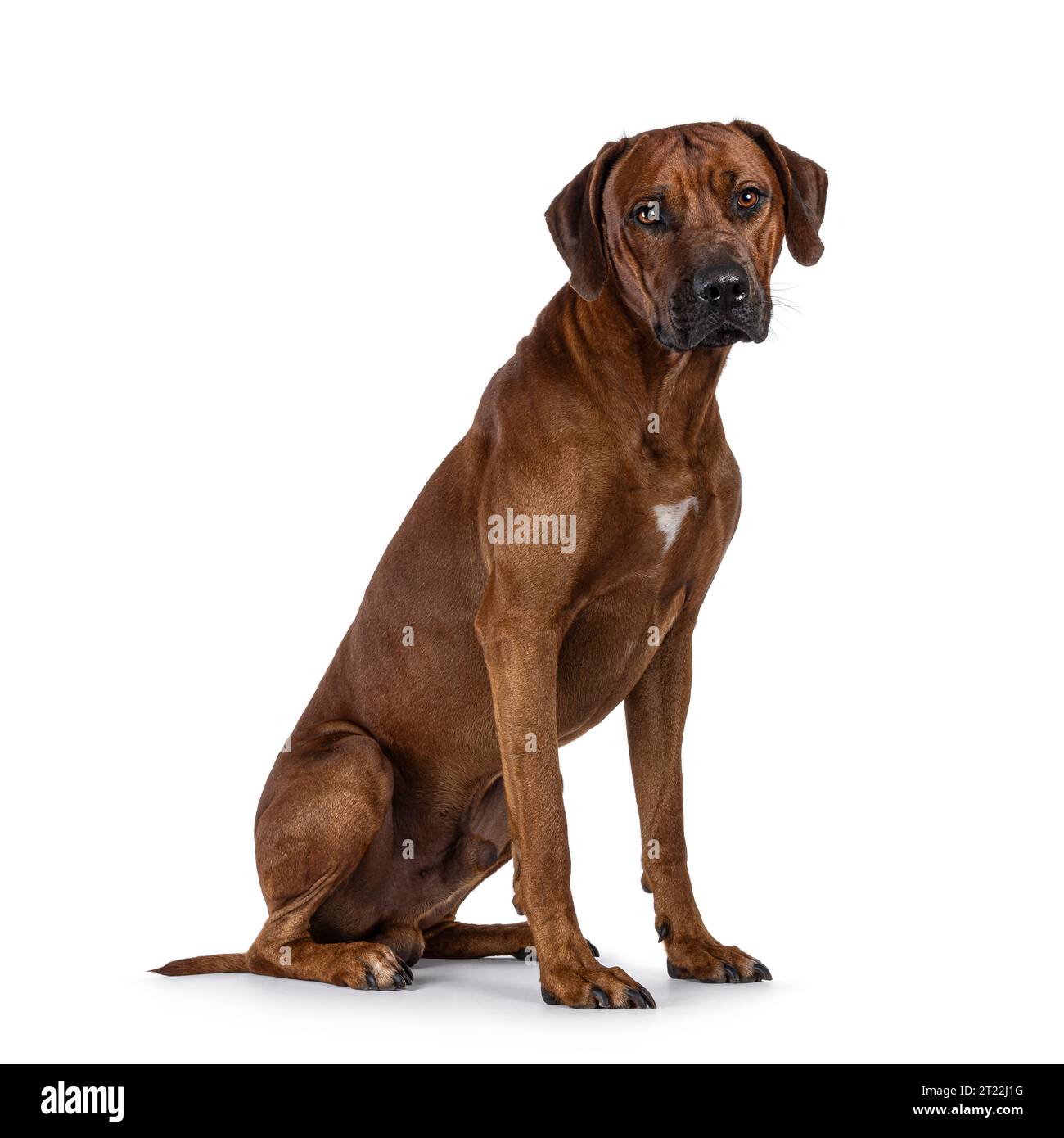 Handsome male Rhodesian Ridgeback dog, sitting up side ways. Looking ...