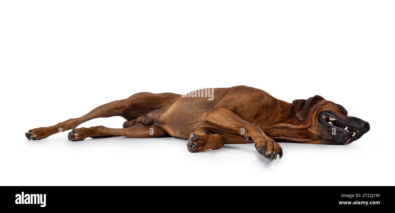 Handsome male Rhodesian Ridgeback dog, laying down side ways ...