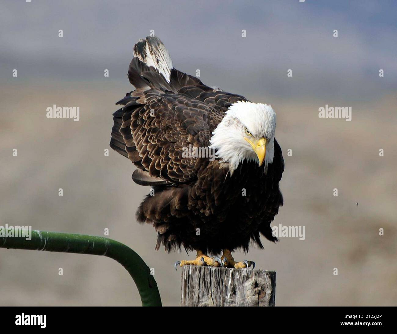 A bald eagle prepares to take flight from a fence post. Subjects: Birds ...