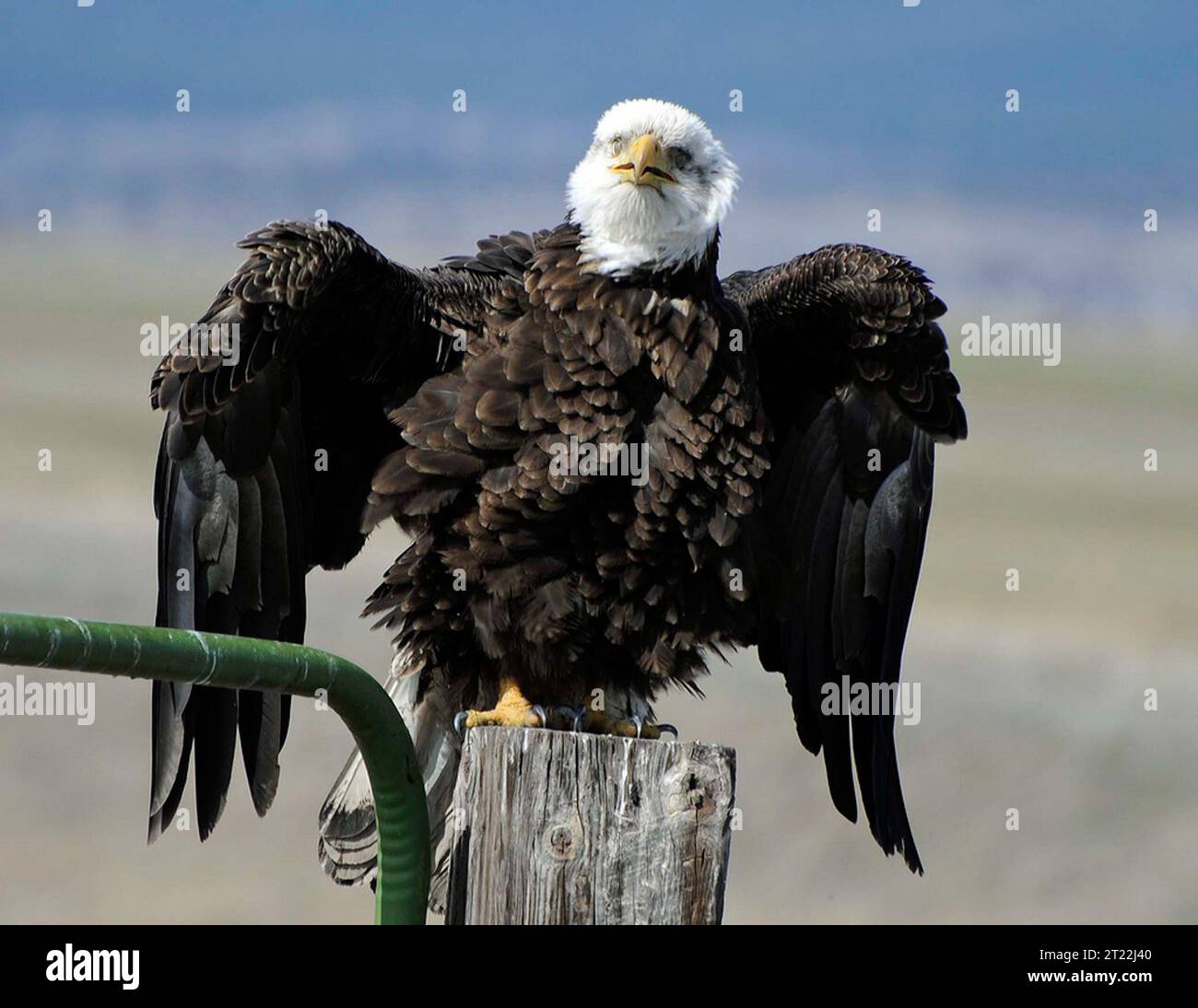A bald eagle rests upon a fence post stretching its wings. Subjects ...