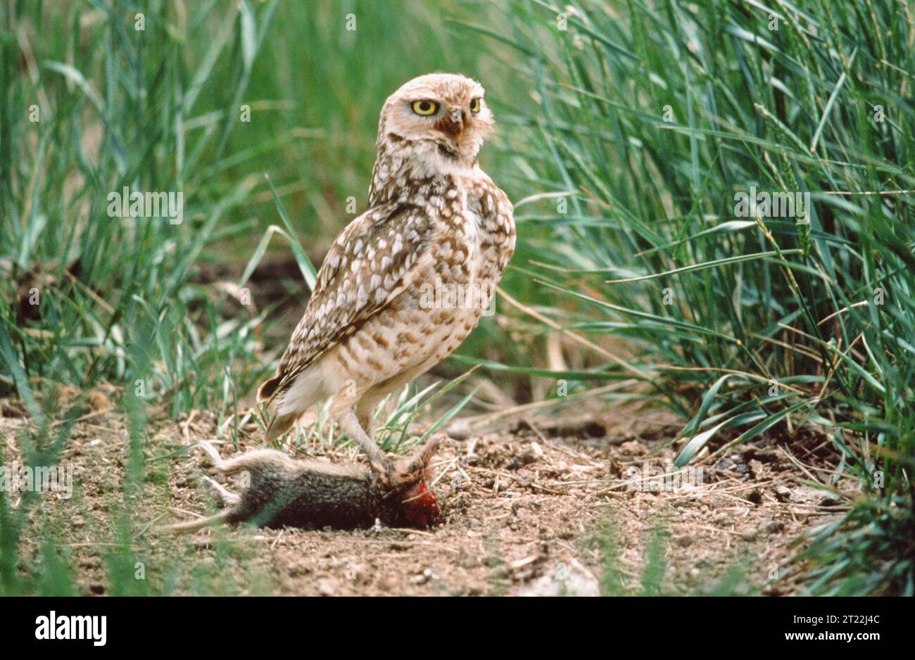 This Burrowing Owl with its distinctive yellow eyes is seen holding its ...