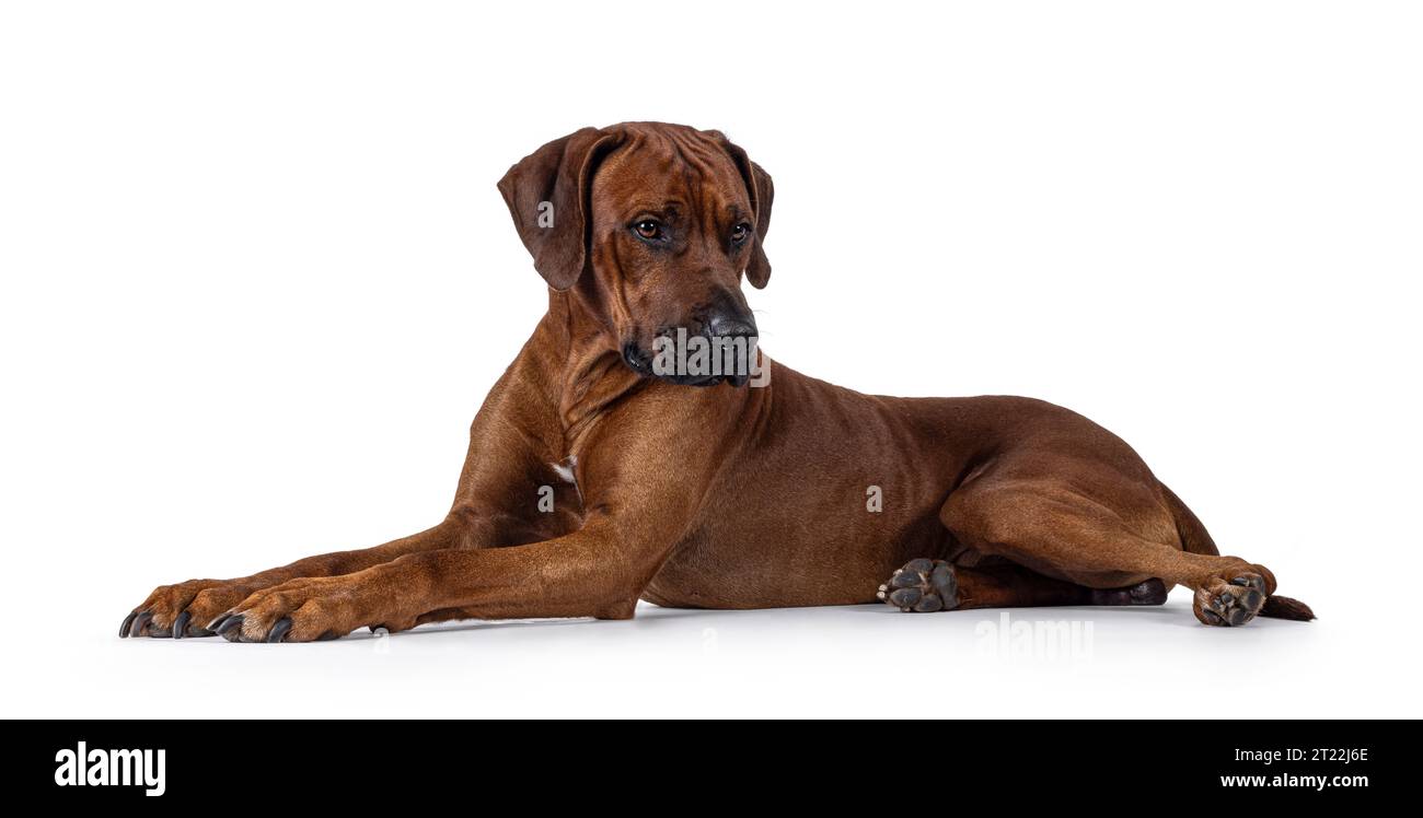 Handsome male Rhodesian Ridgeback dog, laying down side ways. Looking ...