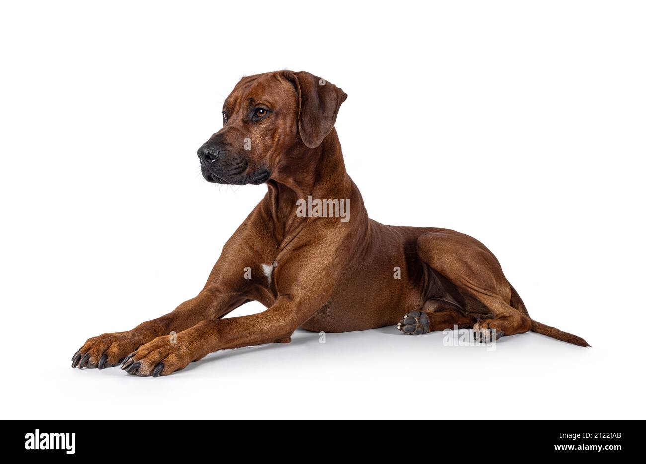 Handsome male Rhodesian Ridgeback dog, laying down side ways. Looking ...