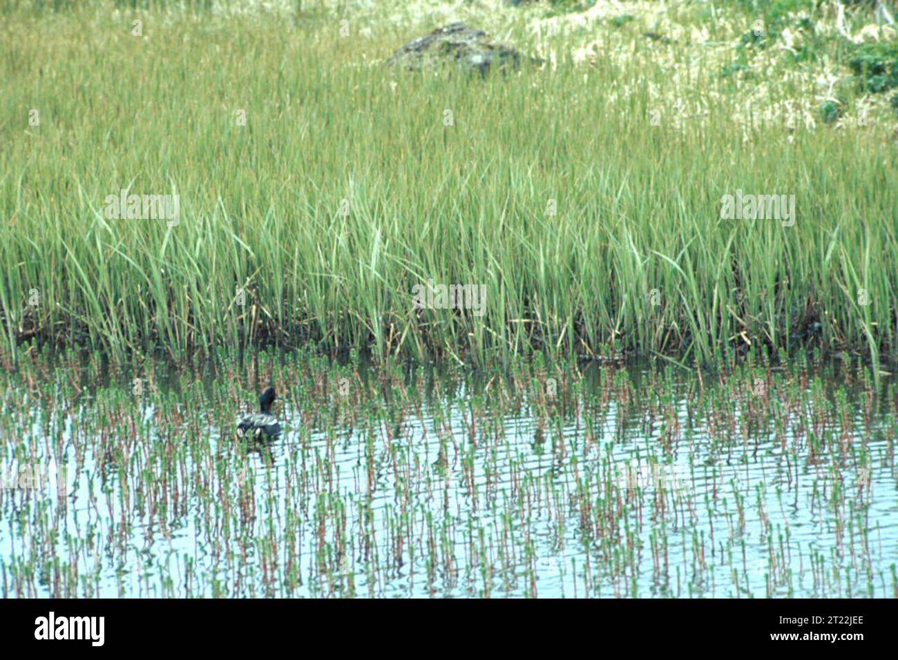 Creator: Rhode, Elaine. Subjects: Birds; duck; water; swimming ...