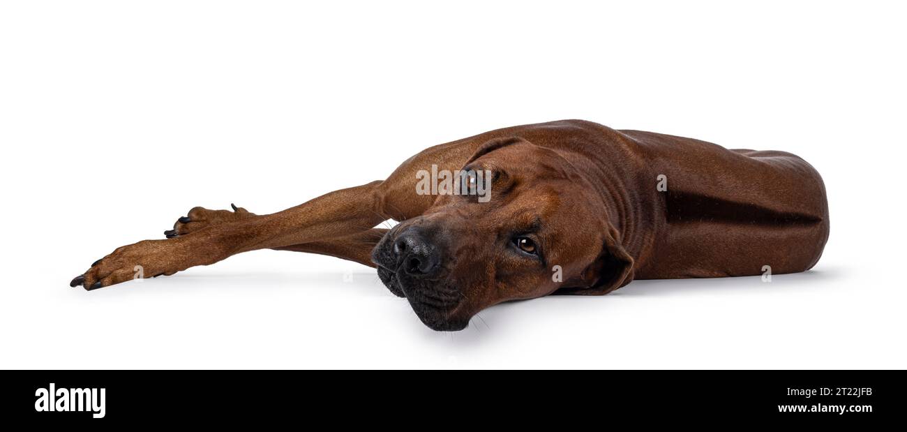 Handsome male Rhodesian Ridgeback dog, laying down on edge showing back ...