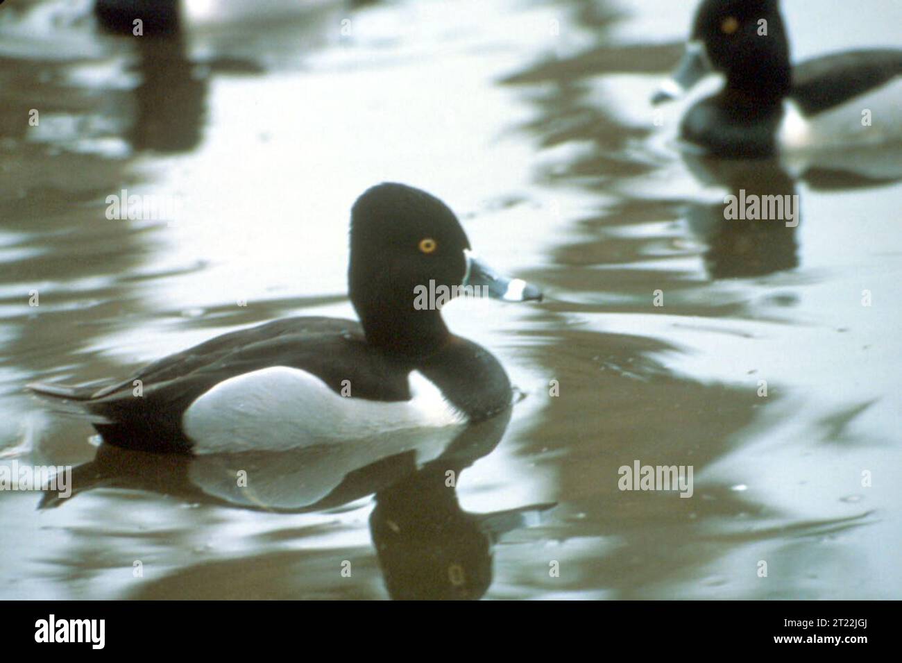 Creator: Little Stephen Stock Photo - Alamy