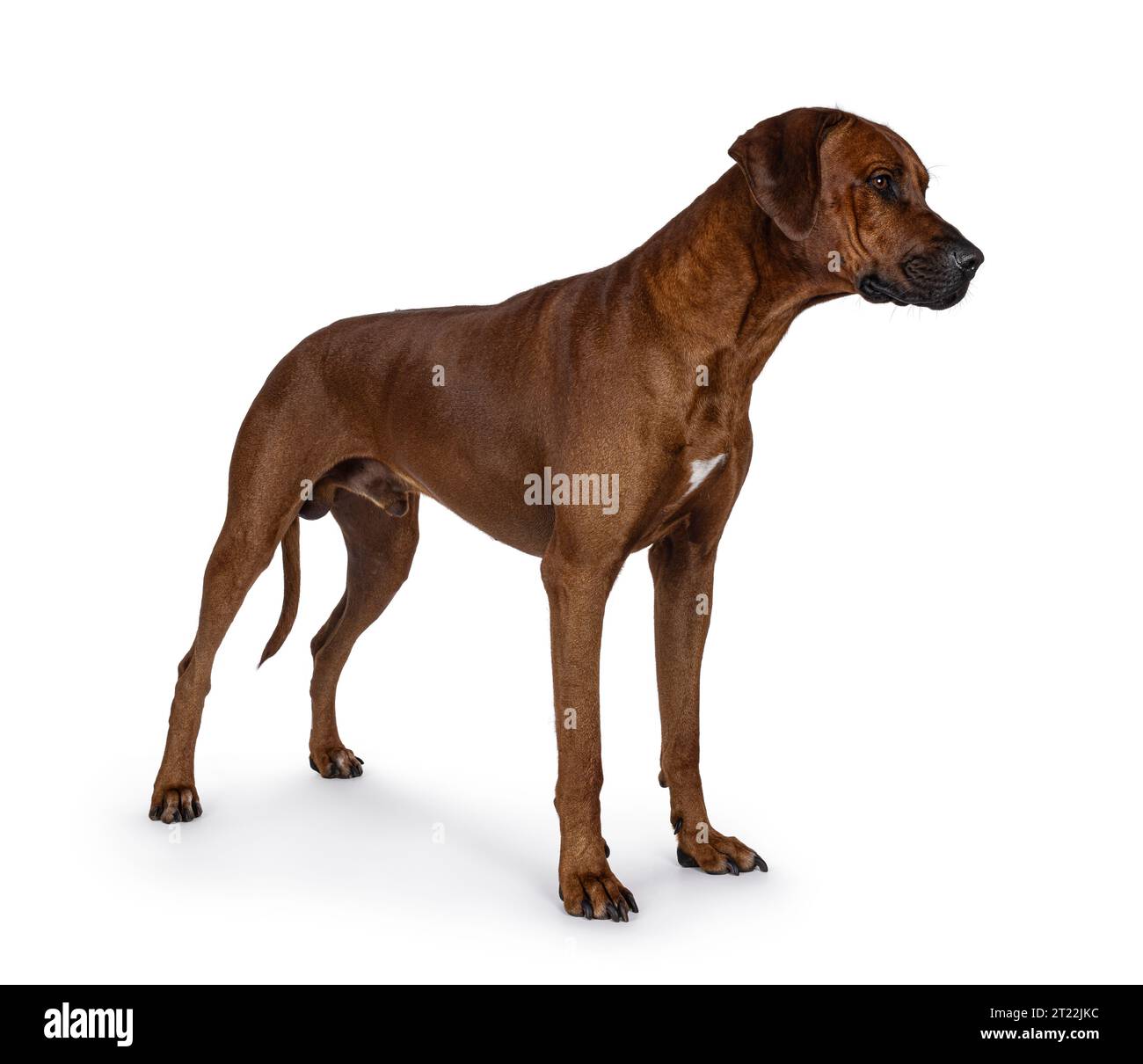 Handsome male Rhodesian Ridgeback dog, standing side ways. Looking away ...