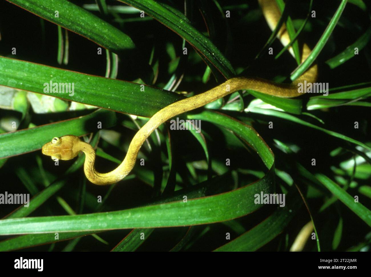 The brown tree snake, an invasive species native to Australia, was ...