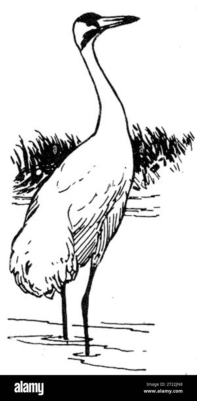 line art, illustration, black and white. Subjects: Birds; Shorebirds ...