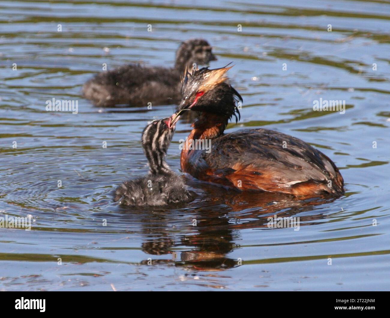 This photo was taken at Potter's Marsh, Anchorage Coastal Wildlife ...