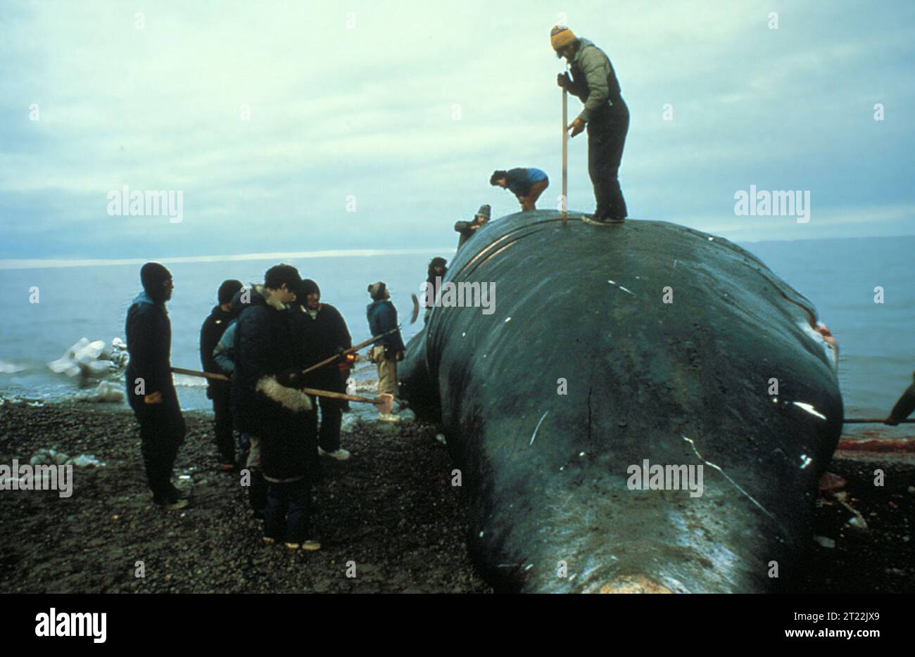 Subjects: Subsistence; Whale Harvest; Marine mammals; Alaska Stock ...