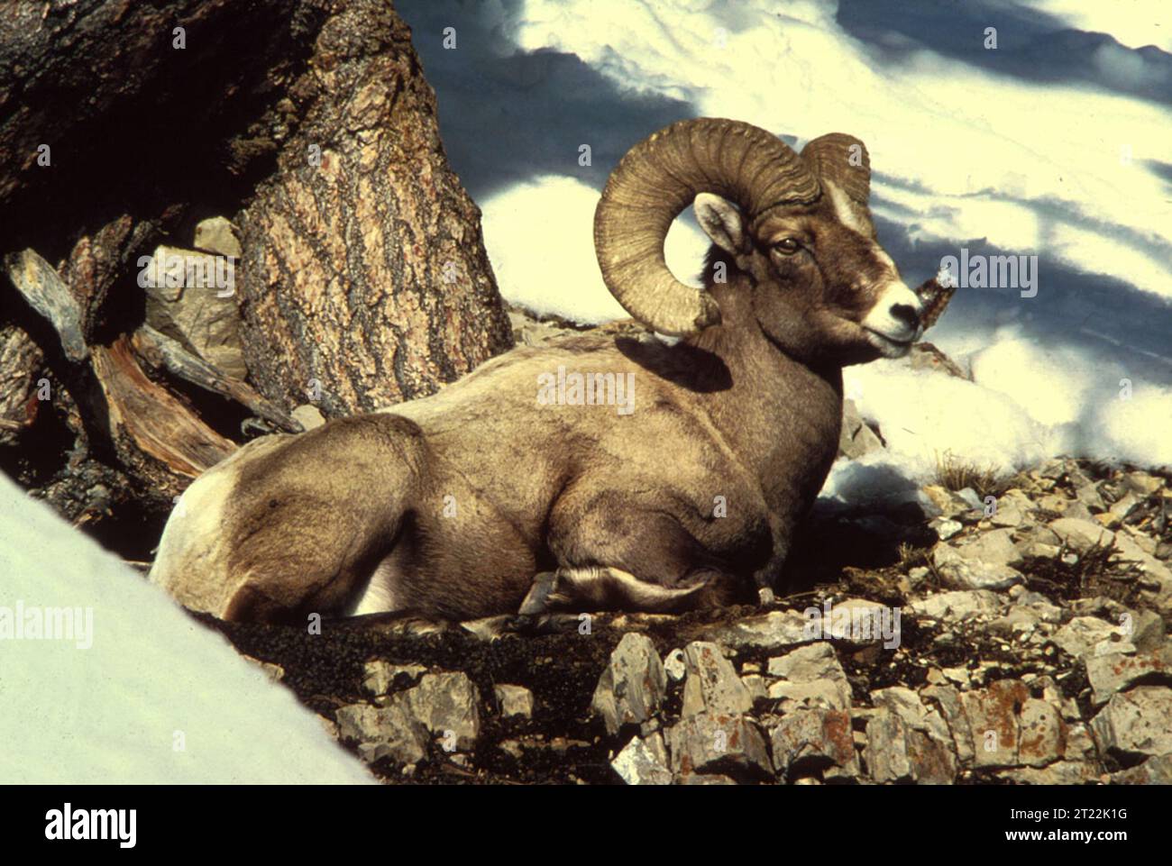 Creator: Biggins, Dean. Subjects: Mammals; ram. . 1998 - 2011 Stock ...