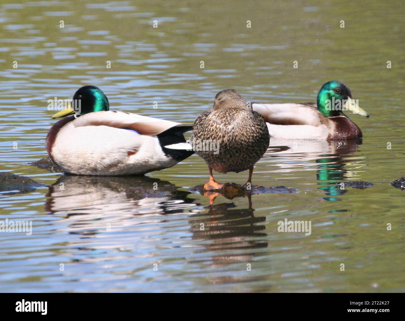 Mallard ducks at Westchester Lagoon in Anchorage, Alaska, displaying ...