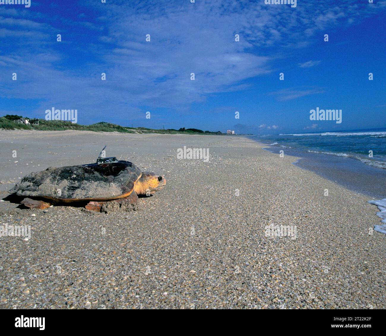 Archie Carr NWR, Titusville, Florida: Archie Carr National Wildlife ...