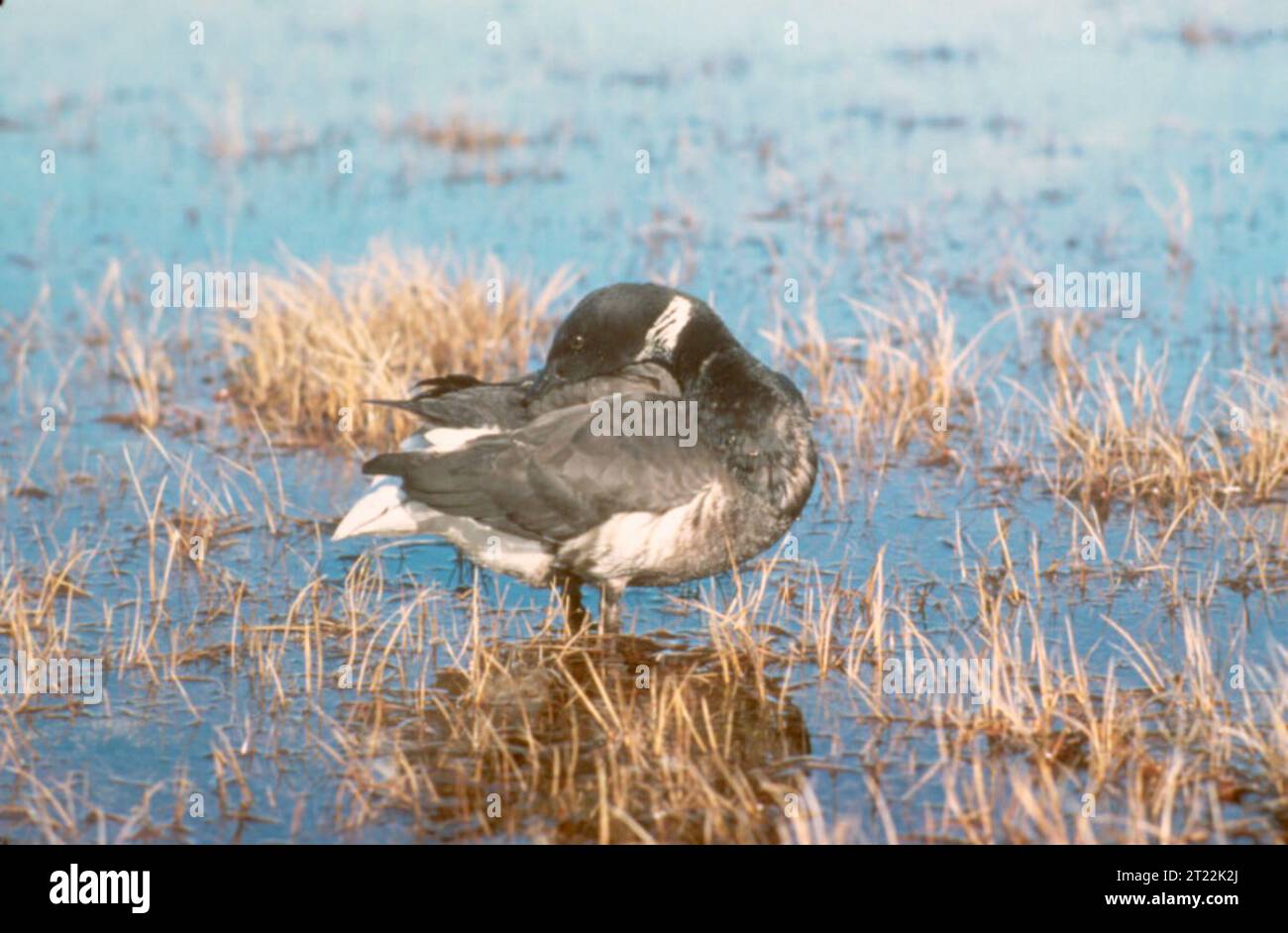 Overall plumage hi-res stock photography and images - Alamy