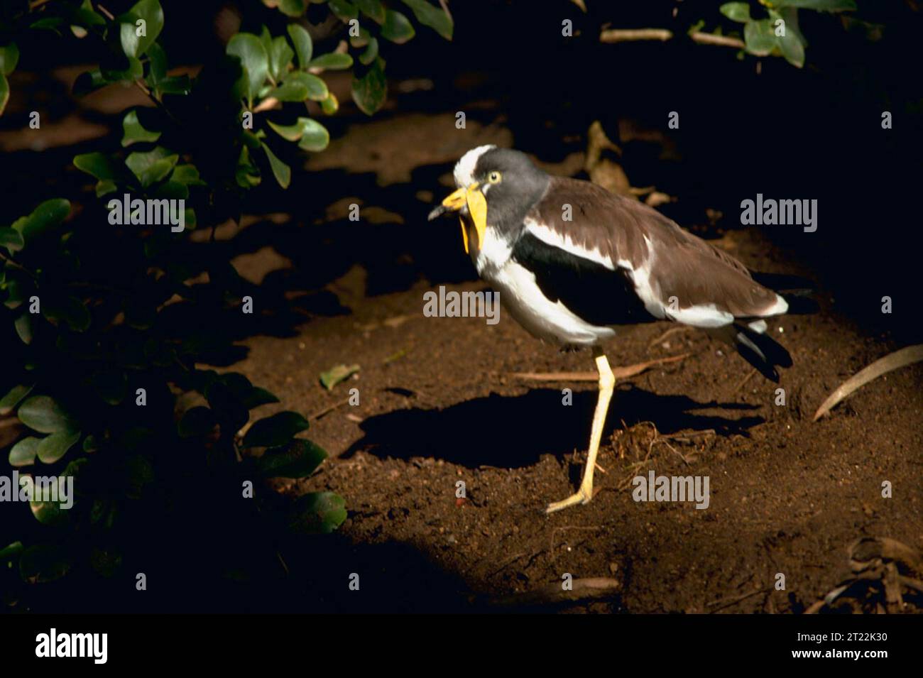 Habitat near water sources hi-res stock photography and images - Alamy