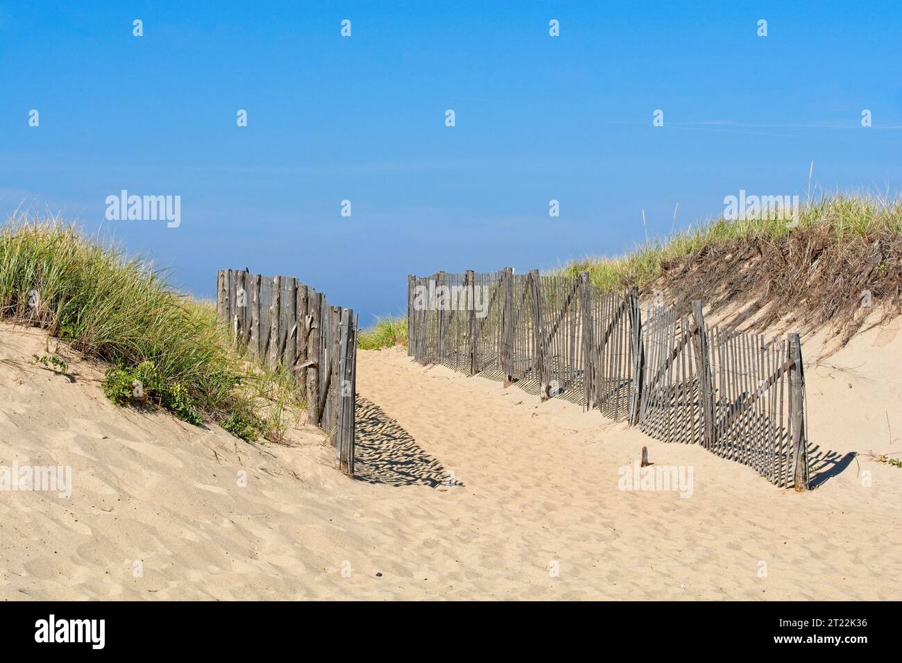Sand fencing through dunes to beach in Cape Cod National Seashore Stock ...