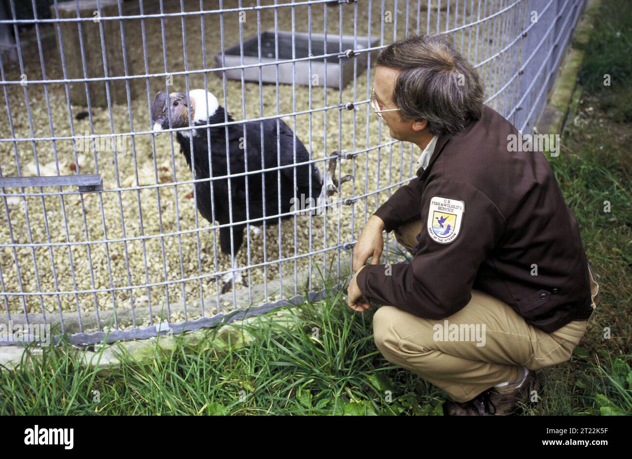 A FWS biologist is observing a condor in captivity at the Patuxent ...