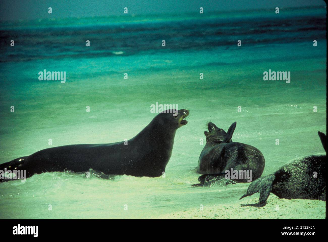 The Hawaiian monk seal is in the family Phocidae, and the scientific ...