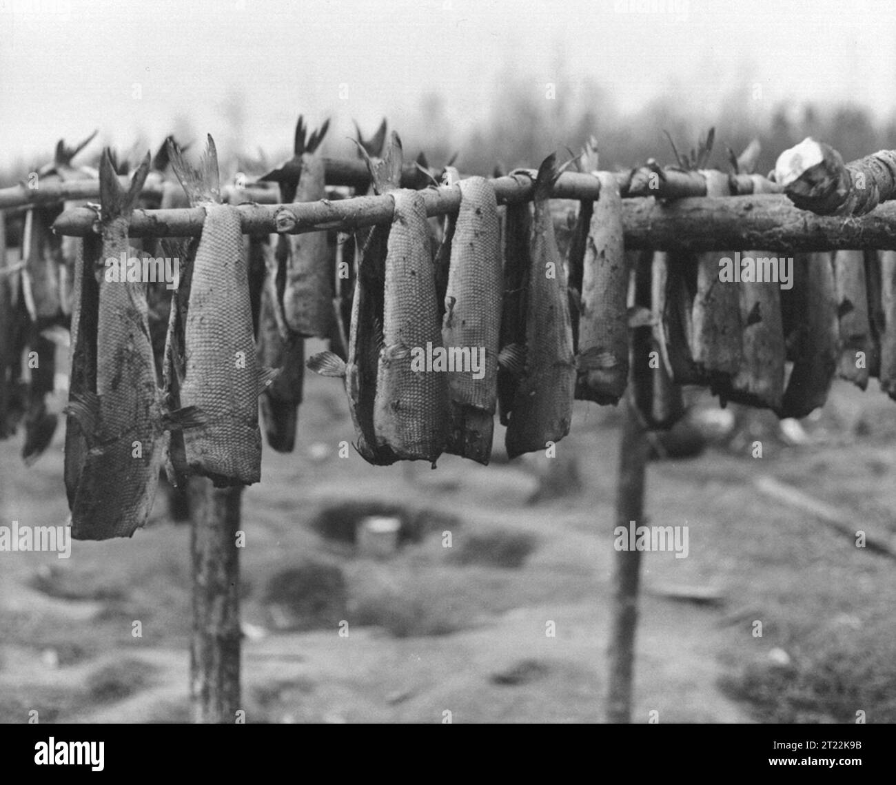 Fish drying on racks, a traditional subsistence practice in Alaska ...