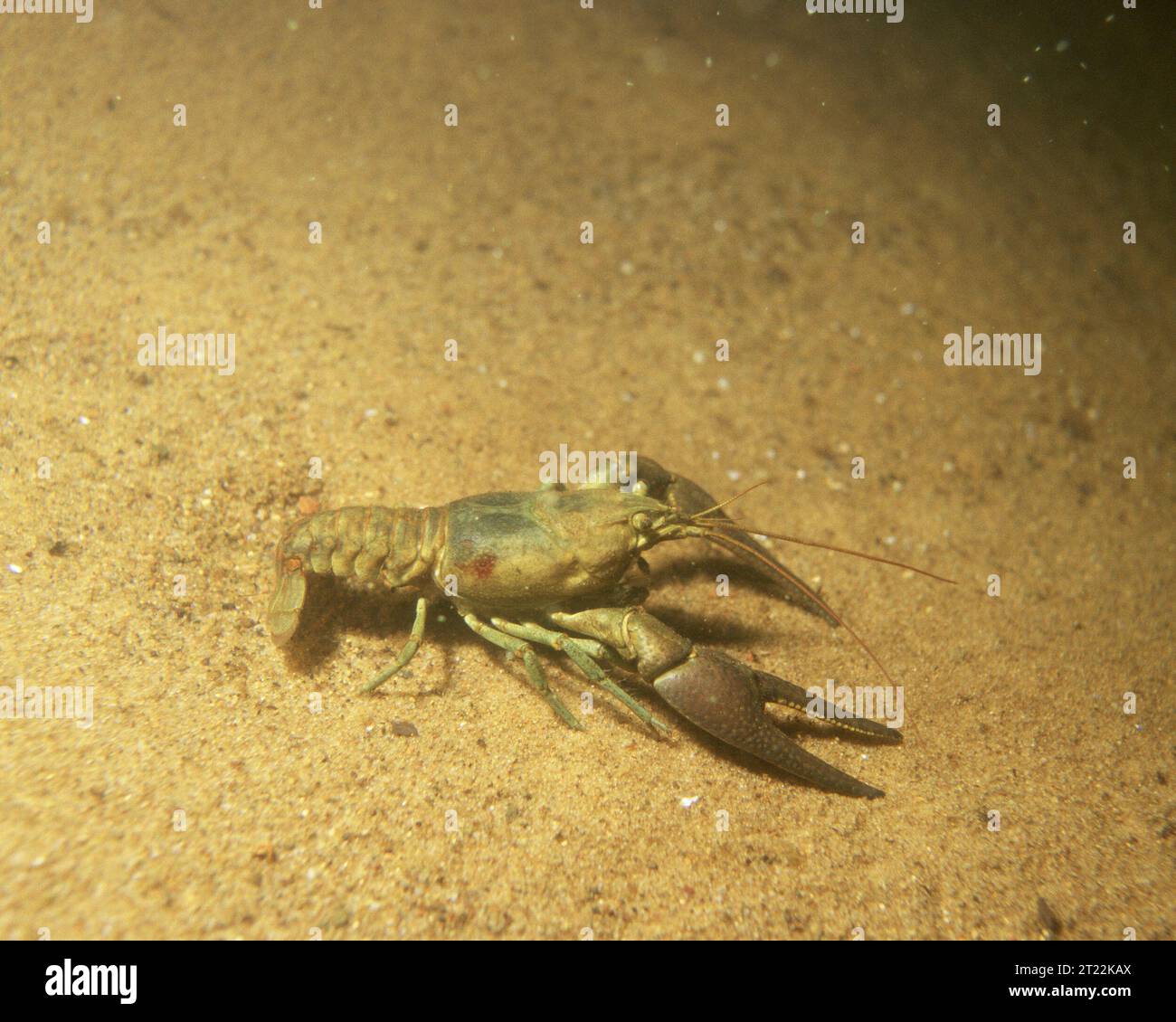 Medium shot of crayfish on bottom. Subjects: Fisheries; Aquatic animals ...
