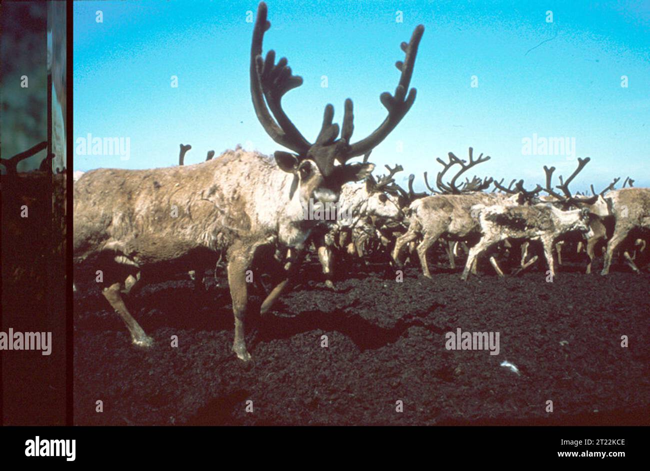 Caribou large herbivorous mammal hi-res stock photography and images ...