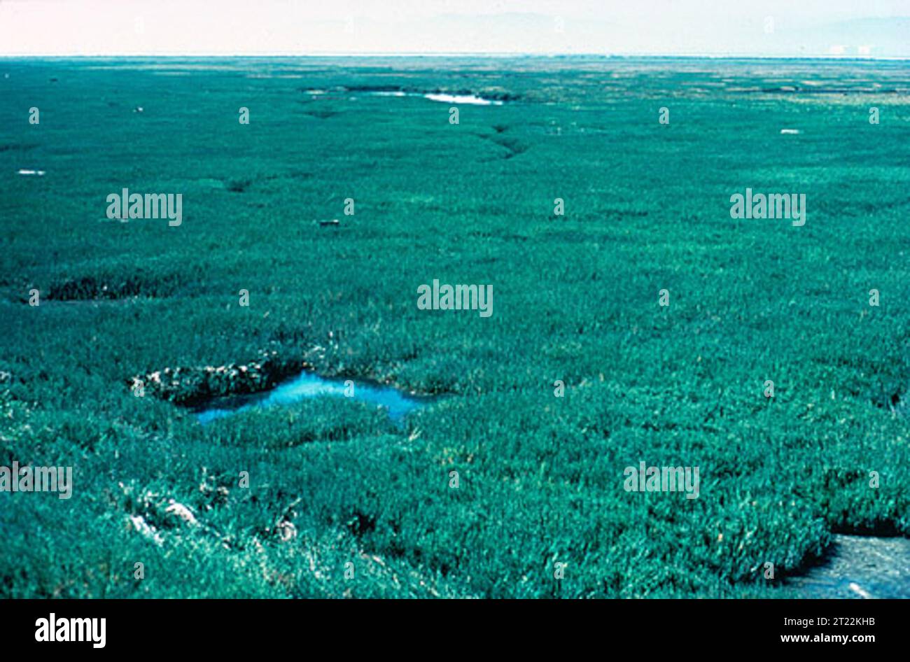 San Francisco Bay; Marsh; Marshes. Subjects: Wetlands; Wetlands ...