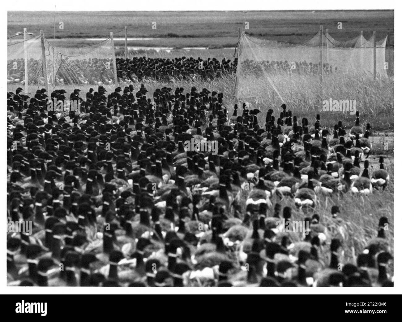 Flightless black brant are herded into enclosures during banding ...