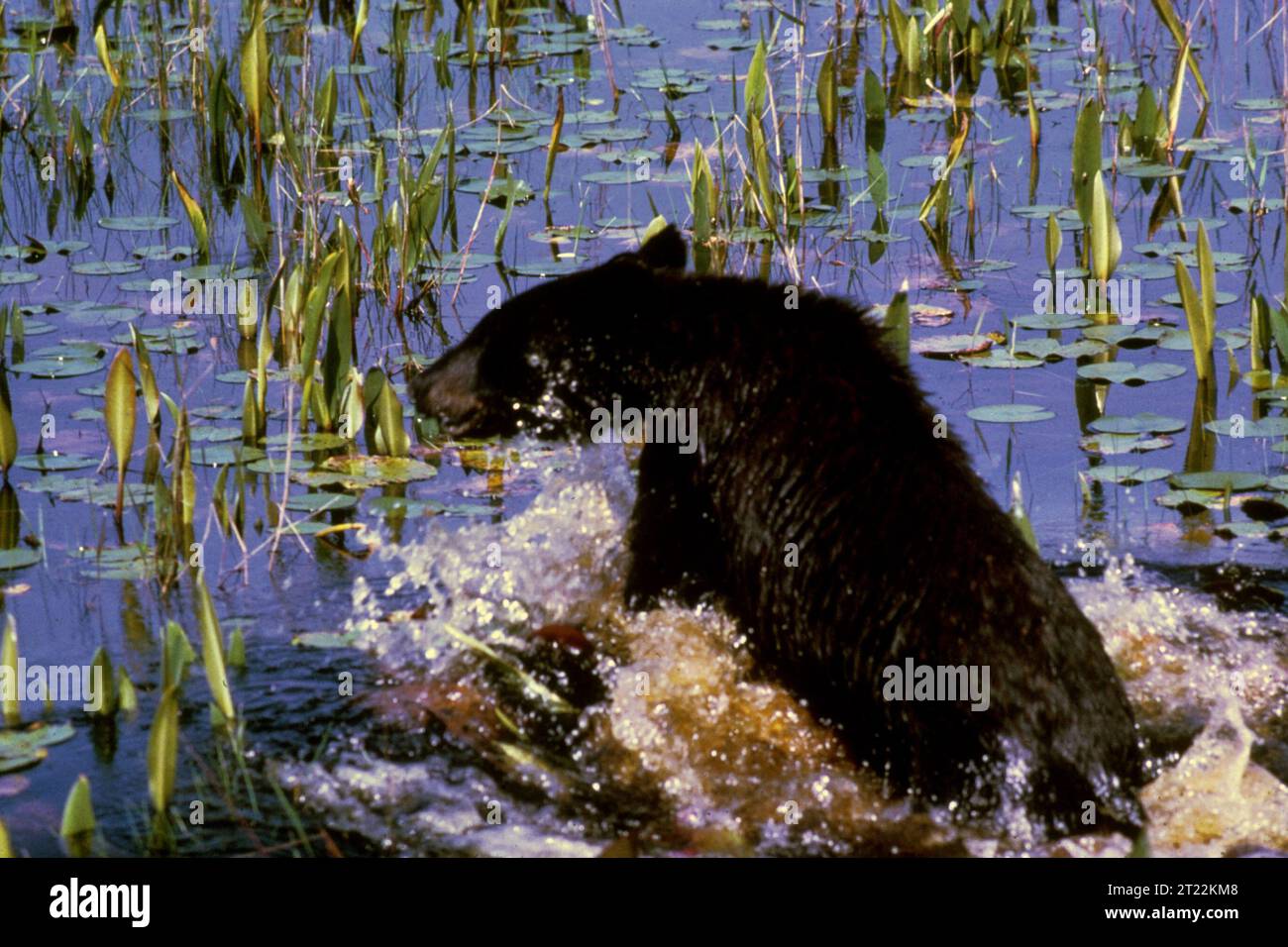 Creator: Bridges, R. I. Subjects: Mammals; wildlife; animals. . 1998 ... Creator: Bridges, R. I. Subjects: Mammals; wildlife; animals. . 1998 ...