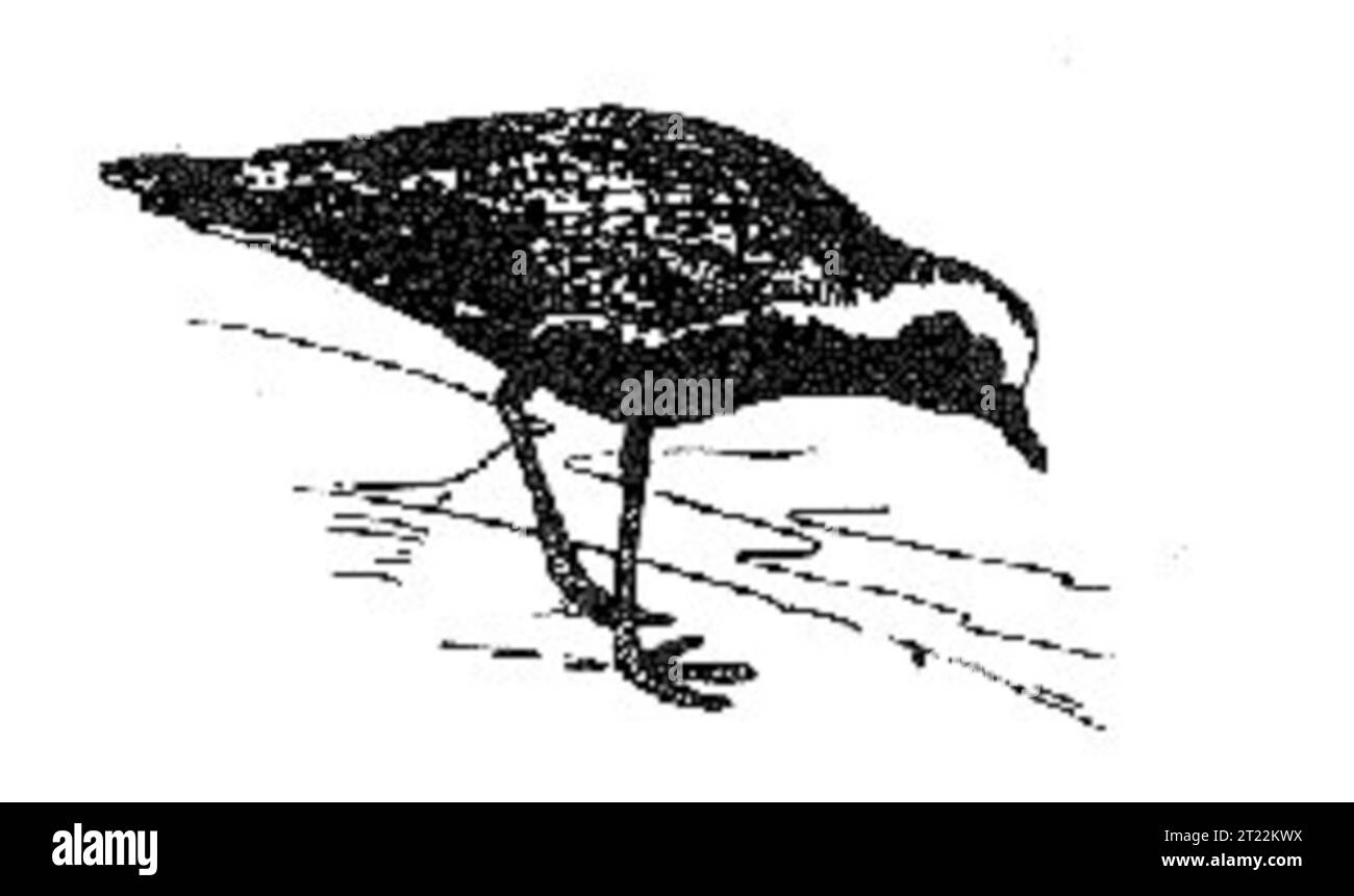 Creator: Hines, Robert W. Subjects: Birds; Birds; Shorebirds ...