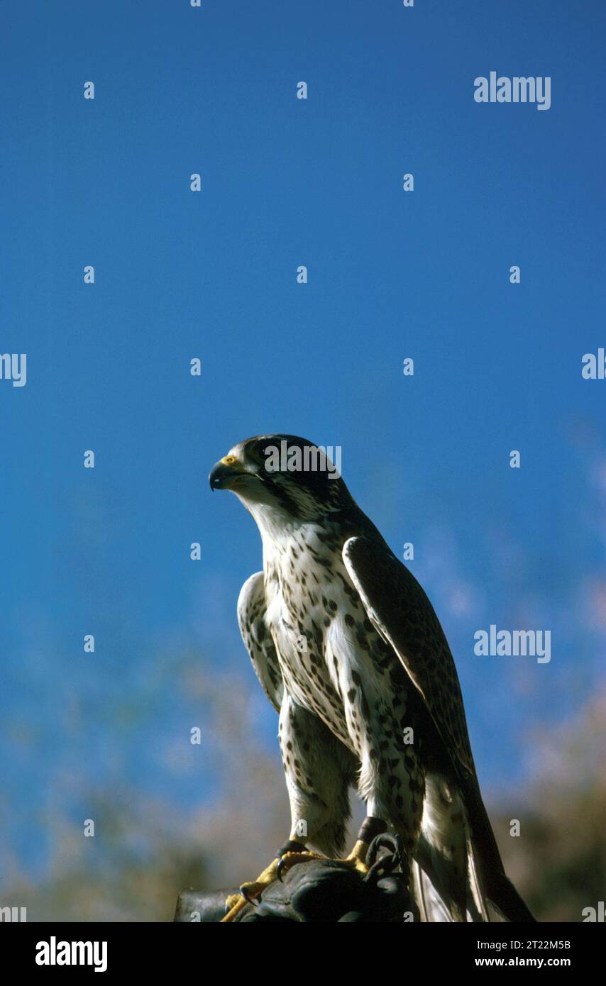 The peregrine falcon used to be on the List of Federally Threatened and ...