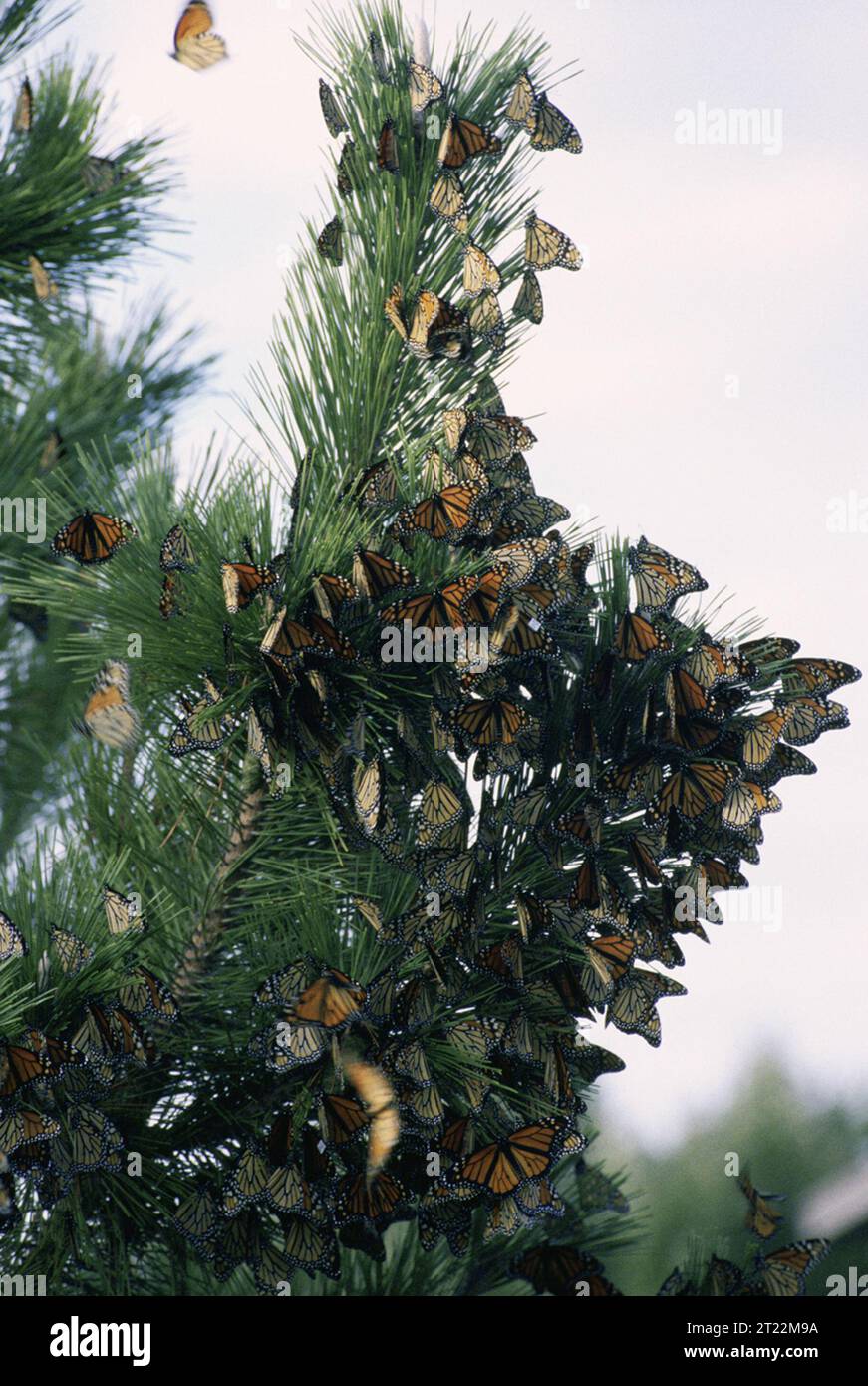 Monarch butterflies are among the few species of butterflies that ...